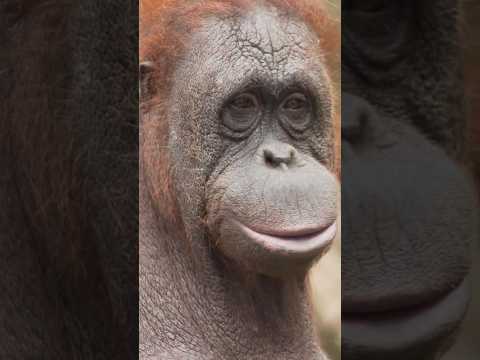Why Sumatran Orangutans Are Disappearing