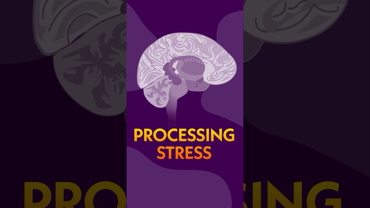 How The Brain Processes Stress and Trauma