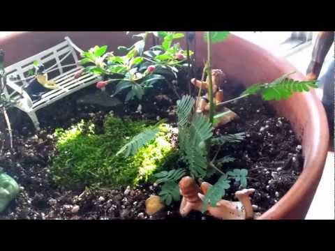 "The Sensitive" Plant in a faerie garden