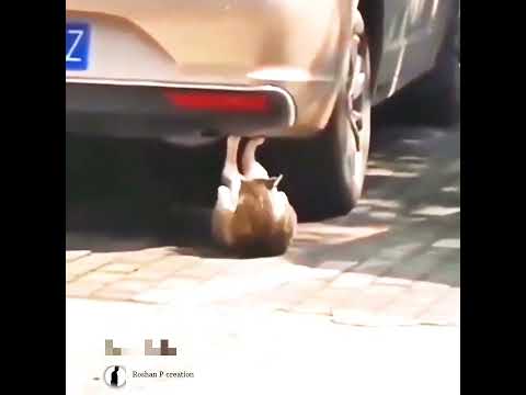 Cat Funny Video ππ Sadhu kokila