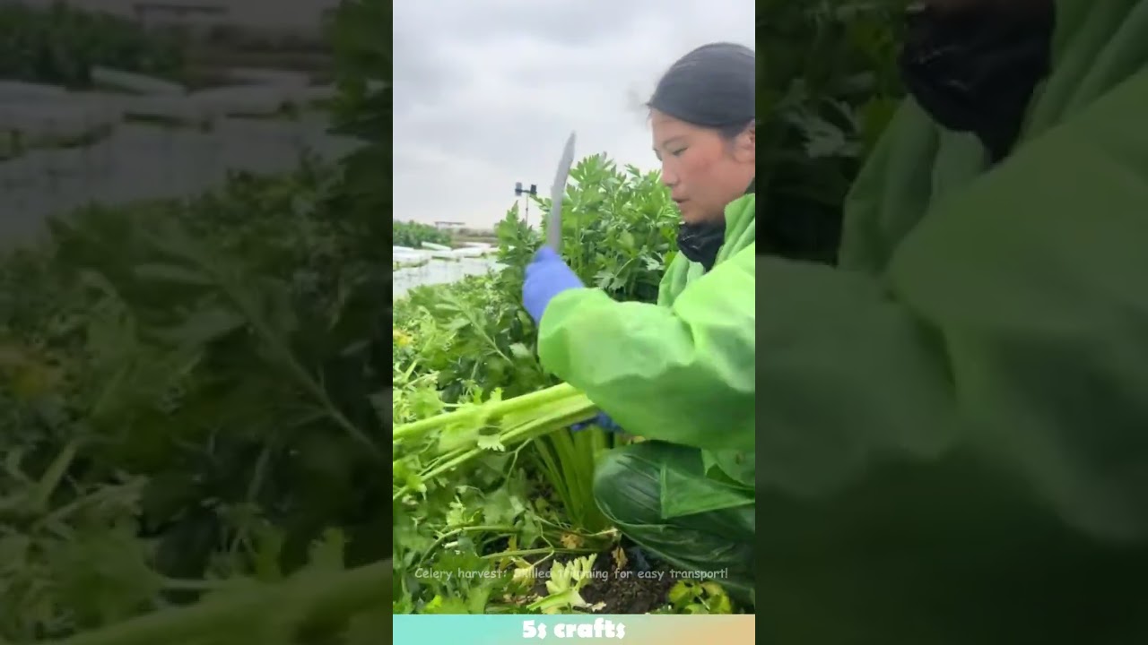 Celery harvest: Skilled trimming for easy transport! #vegetables #farming #satisfying