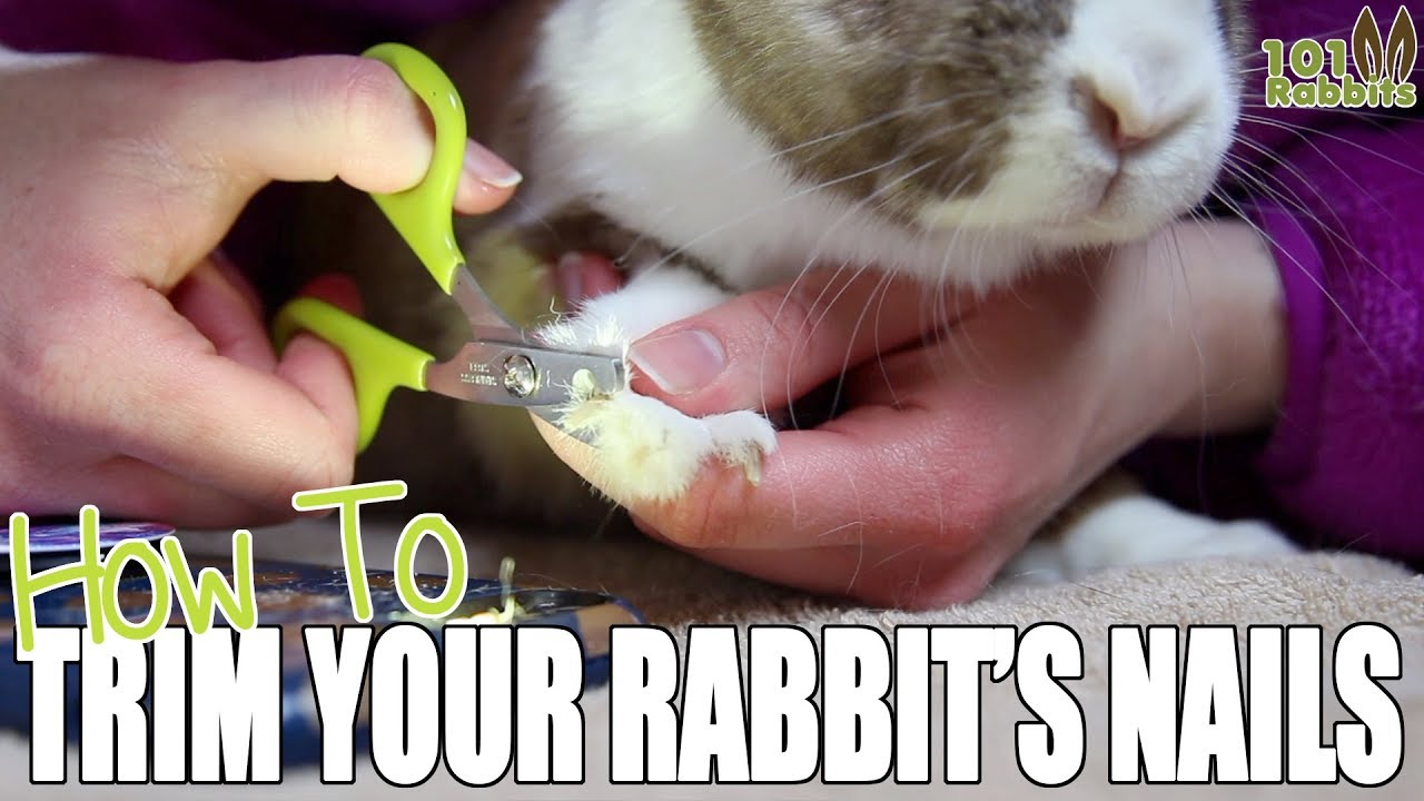 How To Trim a Rabbit's Nails
