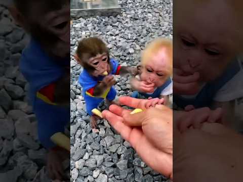ALIMENTANDO OS MONKEY π΅π¦§ππ₯° #funnymoments #funny #comedy #monkey #monkeys #gorilla #funnyvideo #like
