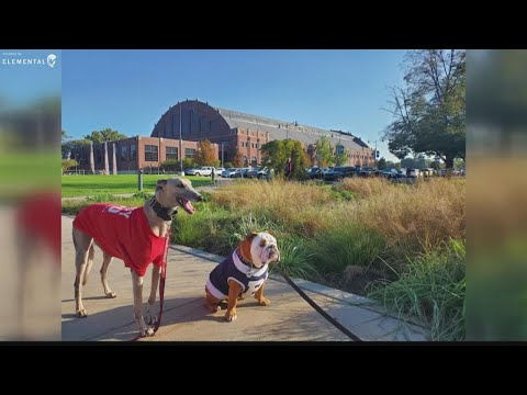 Collegiate mascot gather in Indianapolis