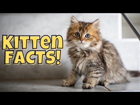 11 Fun Facts About Kittens