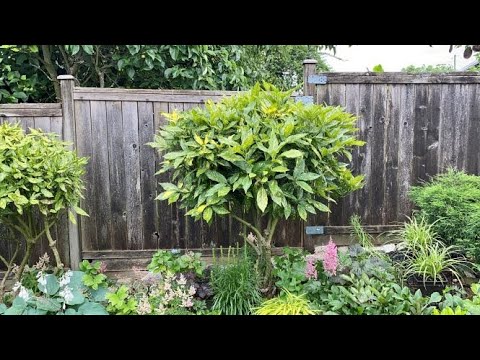 Pruning a Tree Formed Aucuba Japonica (Gold Dust Plant) - July 8, 2021