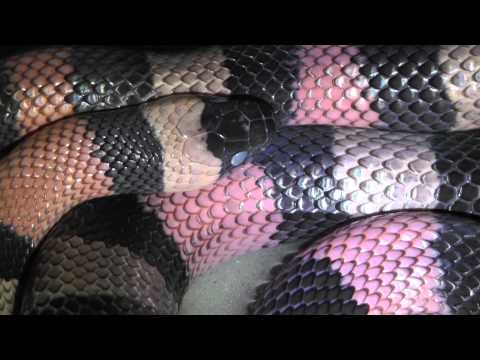 My Apricot Pueblan Milk Snake Having A Bath