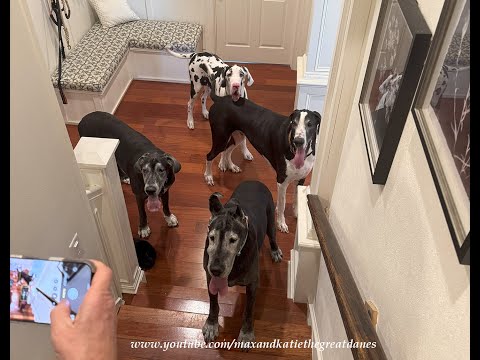 Senior Great Dane Enjoys 1st Visit To Florida Friends' New Ocala Home