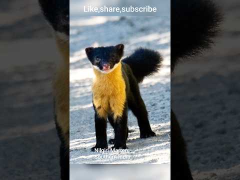 🤯 Endemic species #shorts #viral #trending