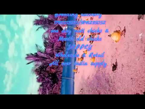 Aseel Chicks - Wholesale Price & Mandi Rate for Asil Chicks in India