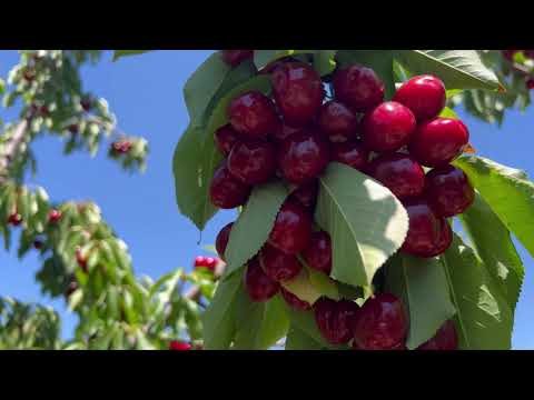 Cherry-picking Brentwood CA 4K 60fps