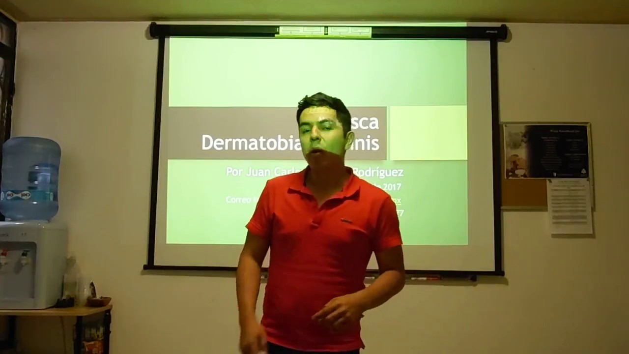 MOSCA DERMATOBIA HOMINIS