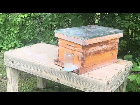 Brian Checks on a New Nuc in a Wooden Beehive | KalHaven Trail Bee Yard, Michi