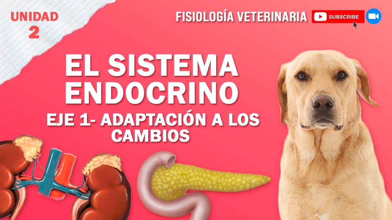 FISIO2_UNIDAD2_SISTEMAENDOCRINO_ADAPTACION