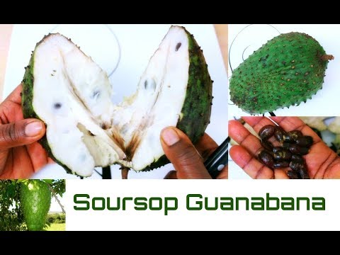 Soursop Fruit How To Cut And Eat Guanabana Exotic Fruit