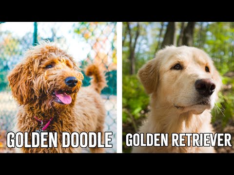 Golden Retriever VS Golden Doodle | Which Breed Is Best For You?