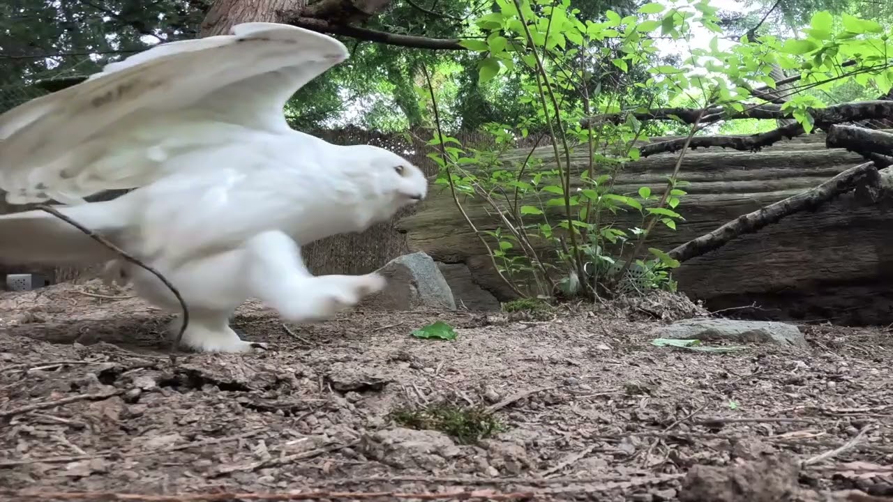 Snowy Owls Strut Their Fluff