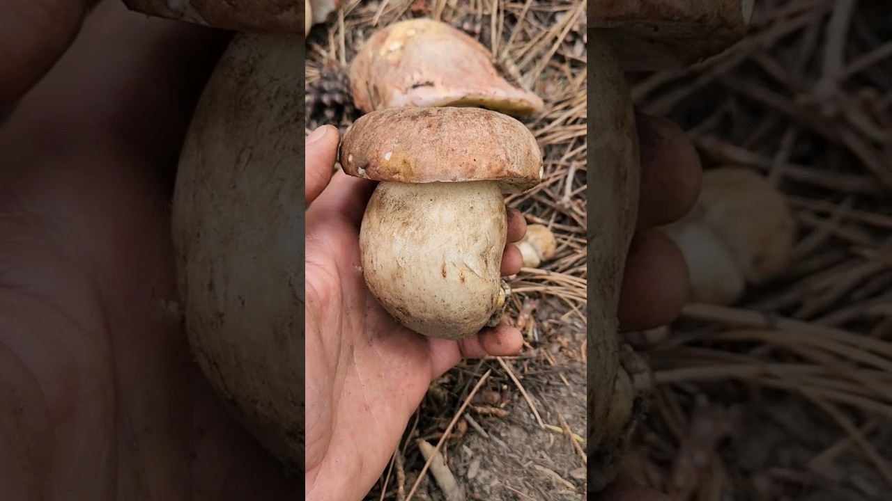 Identifying Spring King Bolete Mushrooms