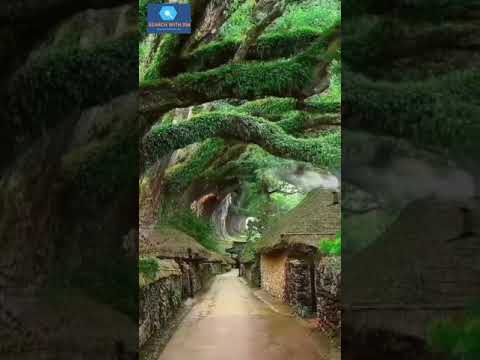 Amazing nature video clear your mind |nature short video |beautiful scene of nature video | #shorts