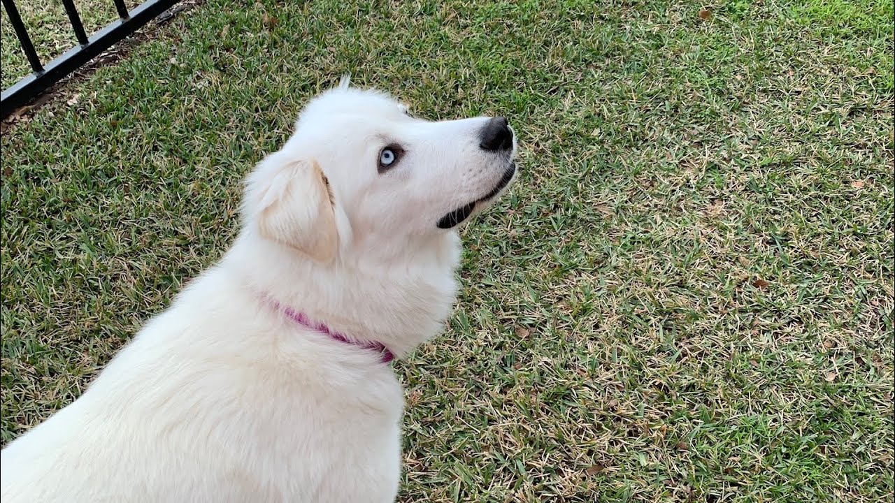 Meet My Great Pyrenees Husky Mix!