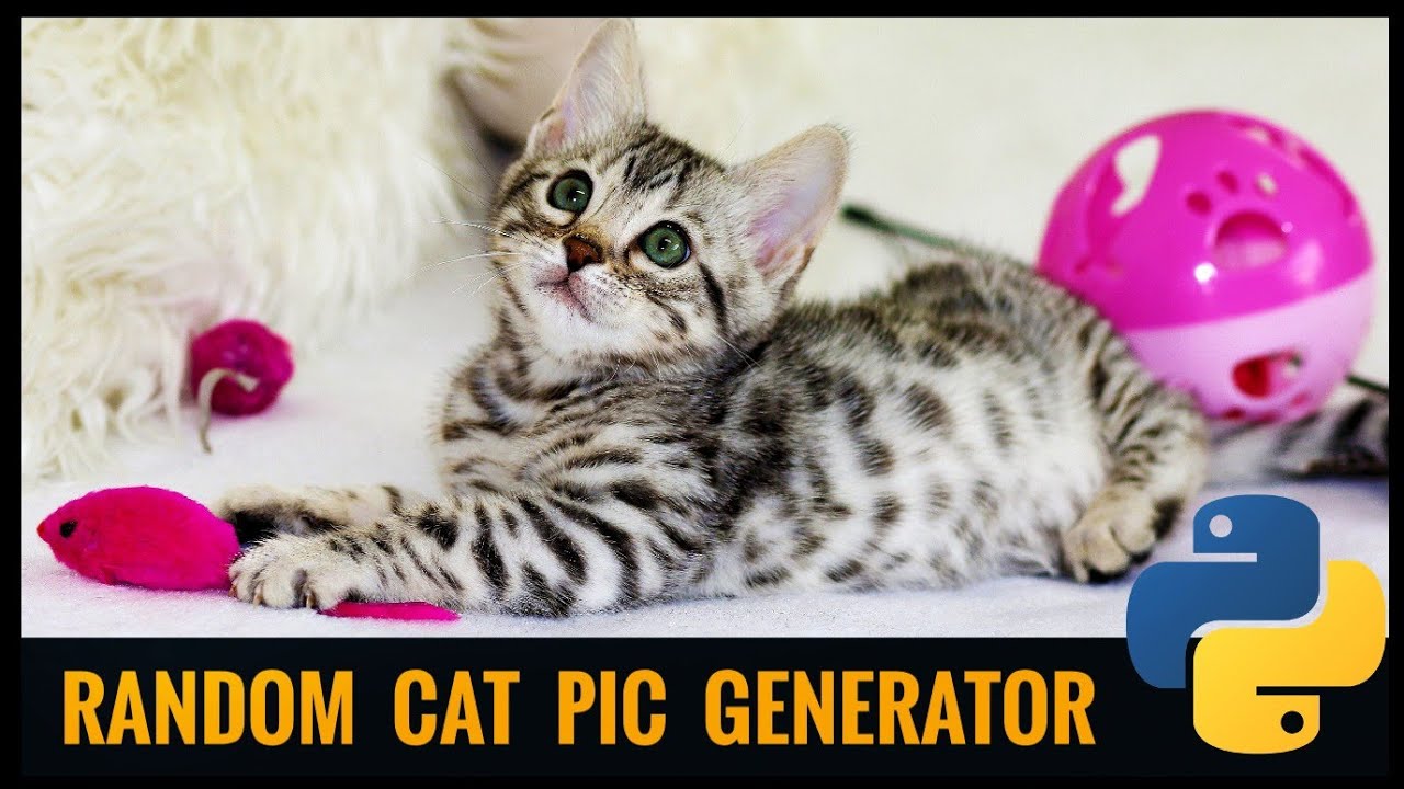 Get random cat images using python | #pyGuru