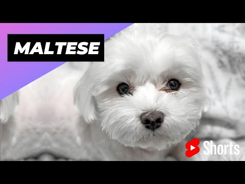 Maltese 🐶 One Of The Smallest Dog Breeds In The World #shorts #maltese #smalldog