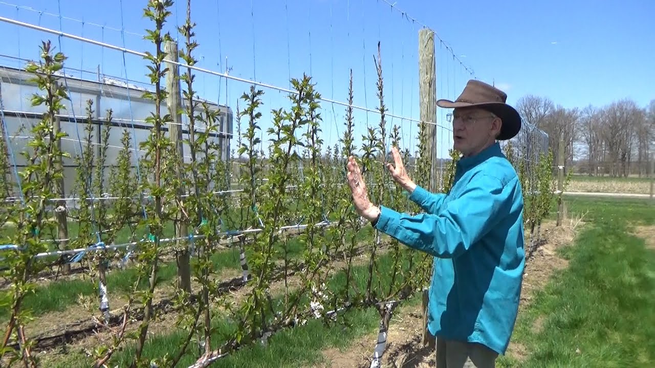 Dr Greg Lang discusses new bi -cordon UFO training system for sweet cherries, May 5, 2019