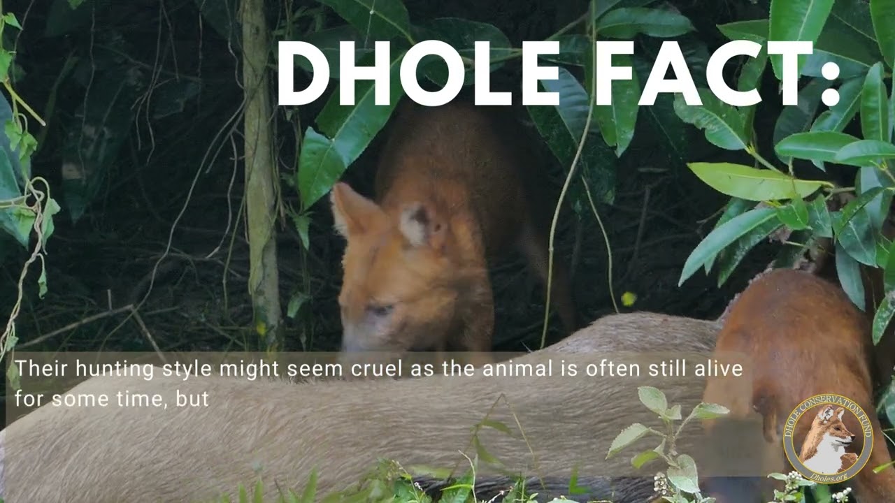 Dhole Fact The Kill