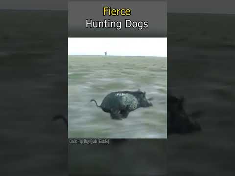 Fierce Hunting Dogs