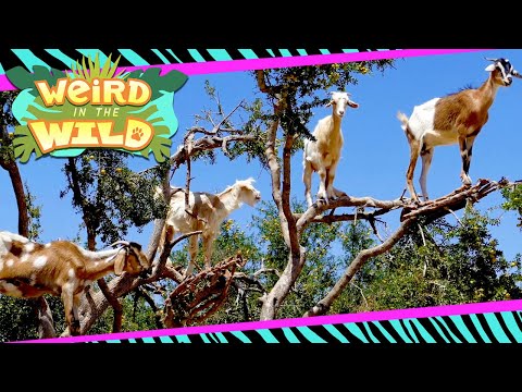 These Goats Climb Trees Like It's Their Job (Because It Is) | WEIRD IN THE WILD