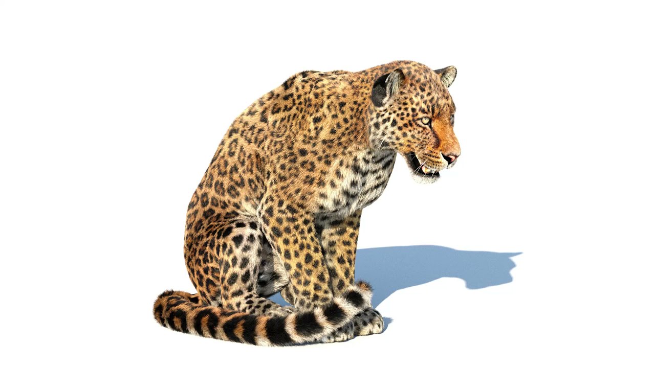 Rigged & Animated Leopard 3D Model with Fur | PROmax3D