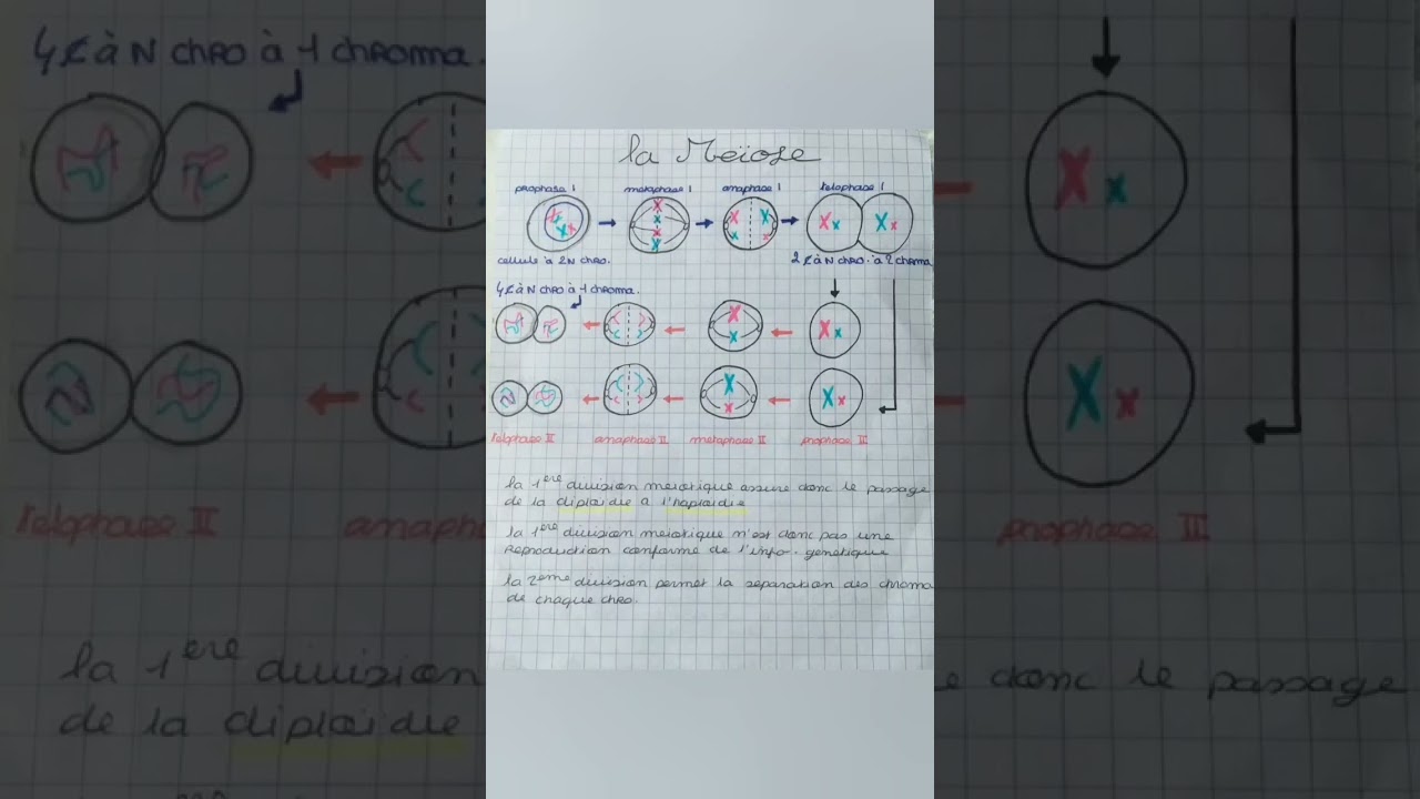 la méiose #fichederevision #cours #share #shortvideo #fiches #subscribe #bac_2023
