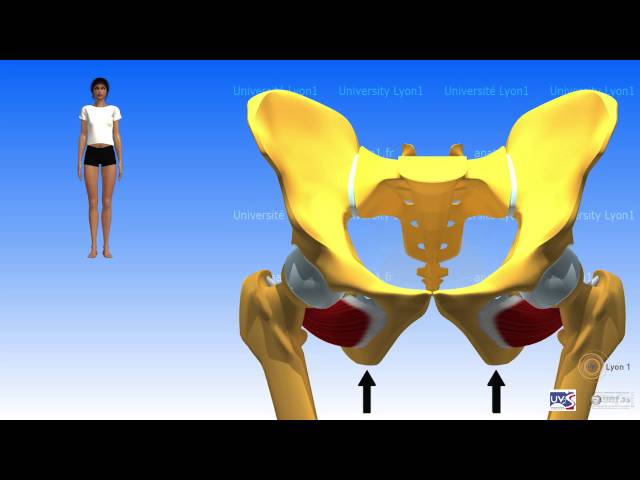Muscle Obturateur Interne