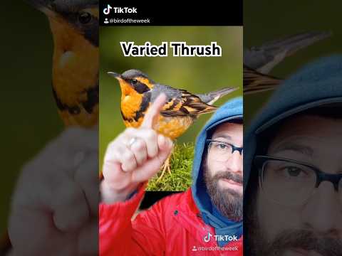 The Bird of the Week this week: Varied Thrush!