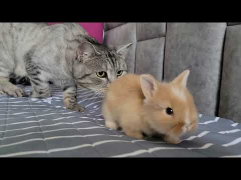Cat & Baby Bunny – Lee Duigon