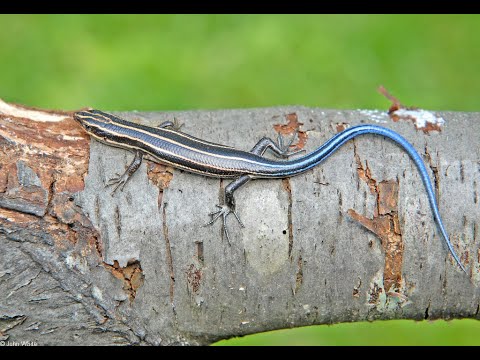Virginia Lizards - Common Five-lined Skink - Plestiodon fasciatus