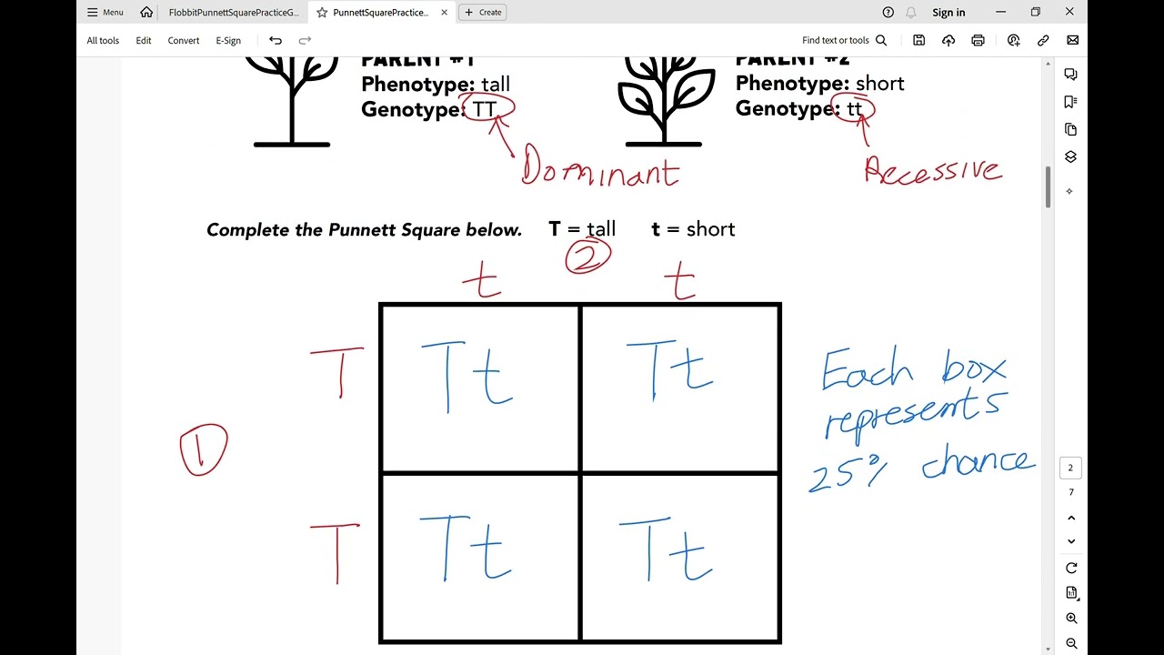 Punnett Square Practice Worksheets