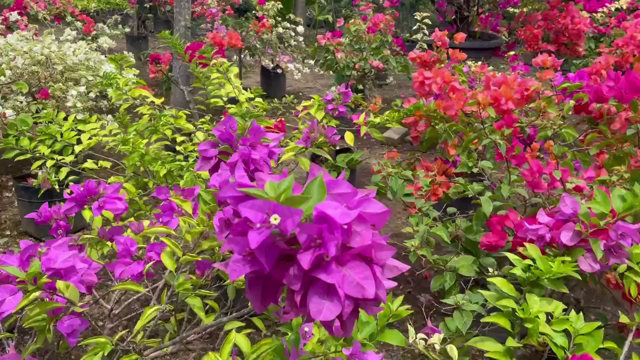 Jual Berbagai Jenis Bunga Bougenville