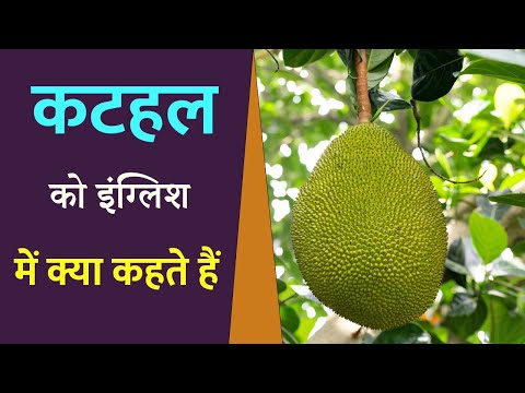 Kathal Ko English Mein Kya Kahate Hai | Kathal Ko Angreji Me Kya Bolte Hai | Kathal in English