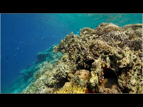 Why Consider Coral Interventions?