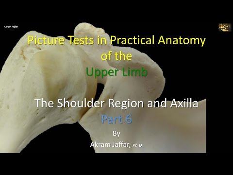 Picture tests in upper limb anatomy shoulder region and axilla 6