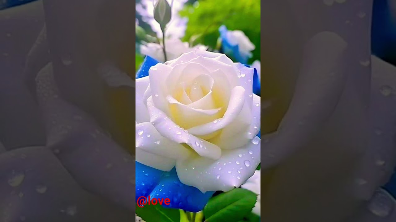 white rose flower photos #real #flowerlover #whatsappstatus #lovestatus #funny #lovestatus #vairal