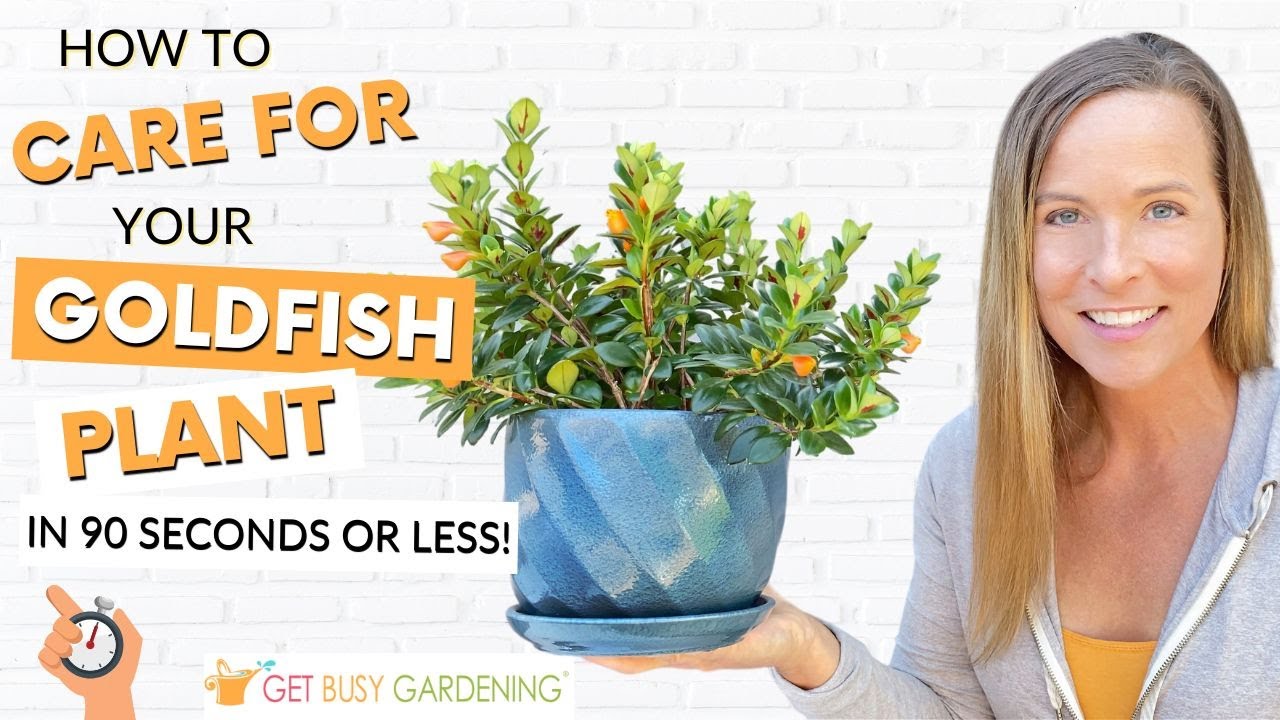 How To Care For Goldfish Plants