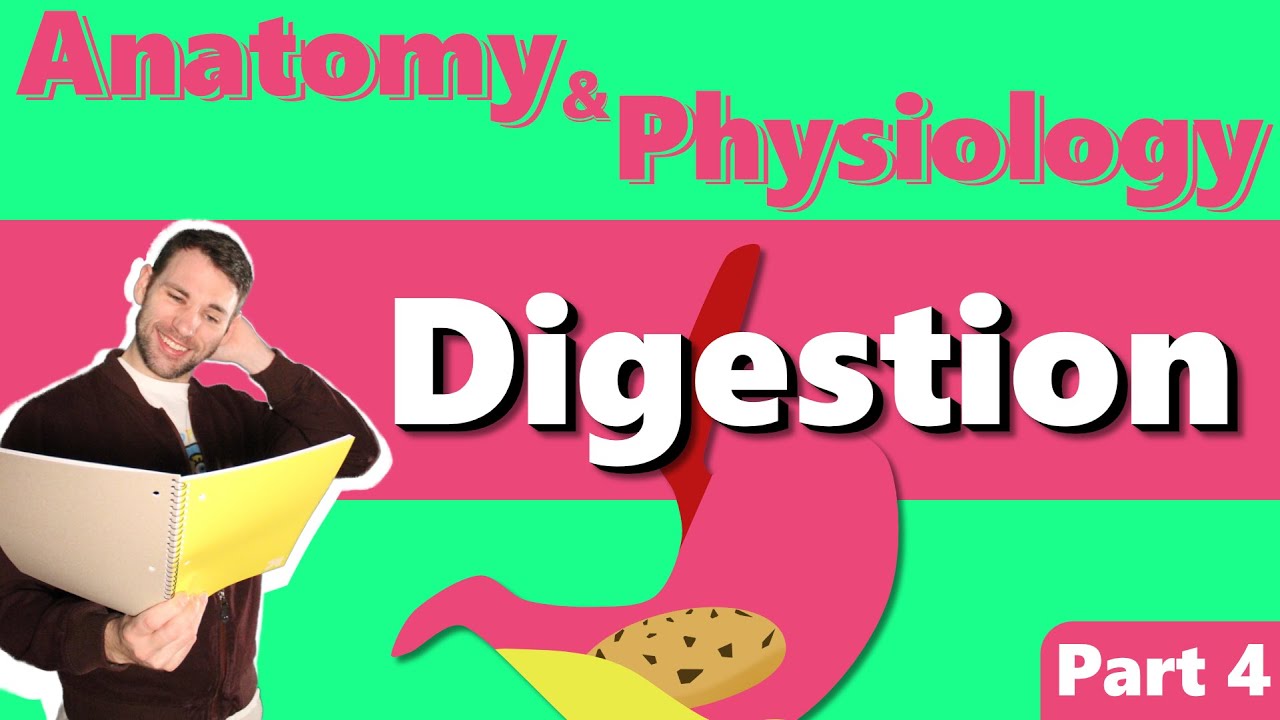 Anatomy and Tunics of the GI Tract