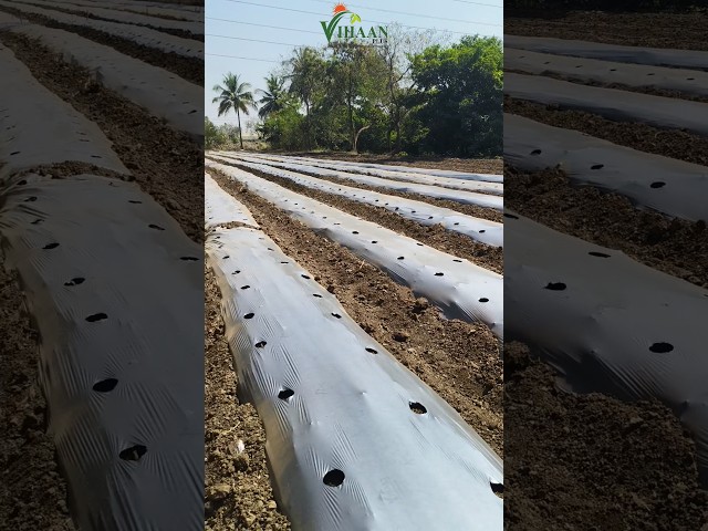 Mulching Paper - WHITE MUCHING FILM Trader - Retailer from Pune