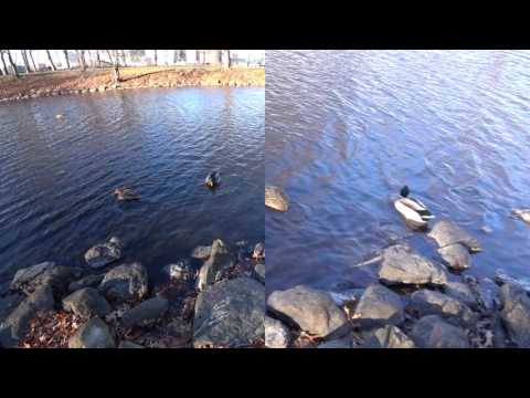 Compare Sony RX10 iii vs X3000 in broad day light 4K