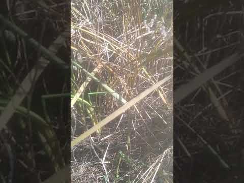 Cattails, #cattails #plants #texas #countryside #country #nature #beautiful #happy #pretty