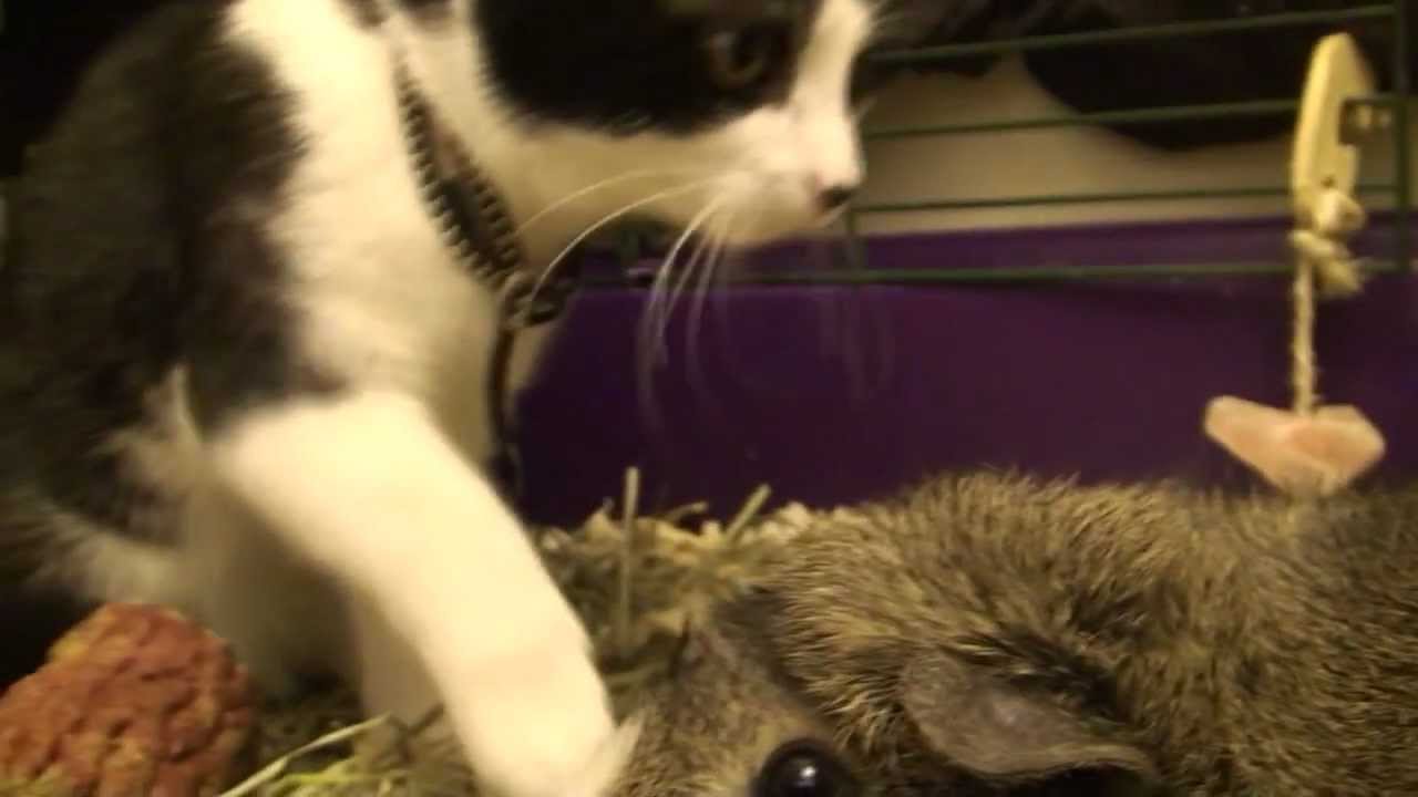 Cat vs Guinea Pig