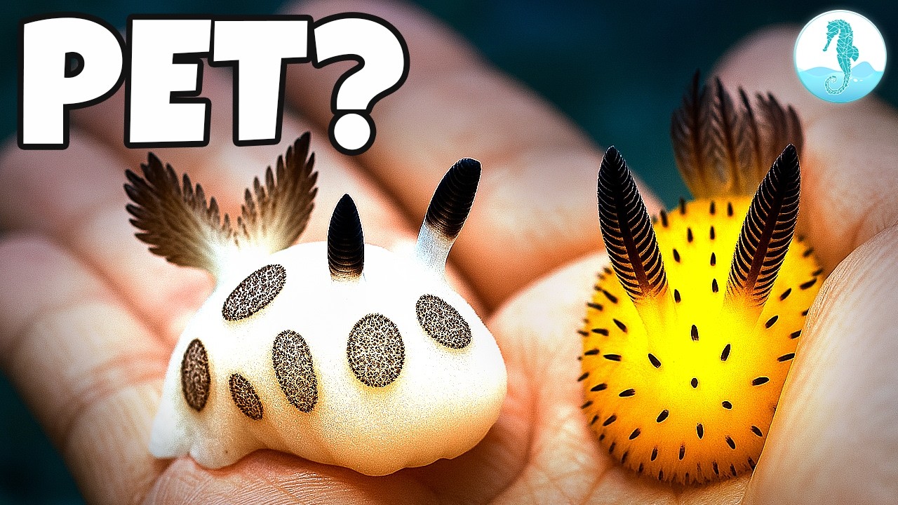 Sea Bunny Pet: Everyone Wants One NOW