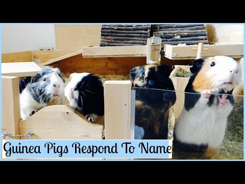 How to Teach Your Guinea Pigs Their Name